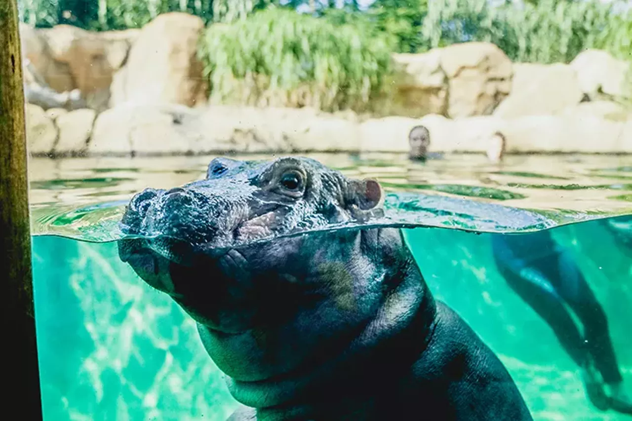 18 Photos of Cincinnati's Beloved Baby Fiona to Celebrate Her Fifth ...