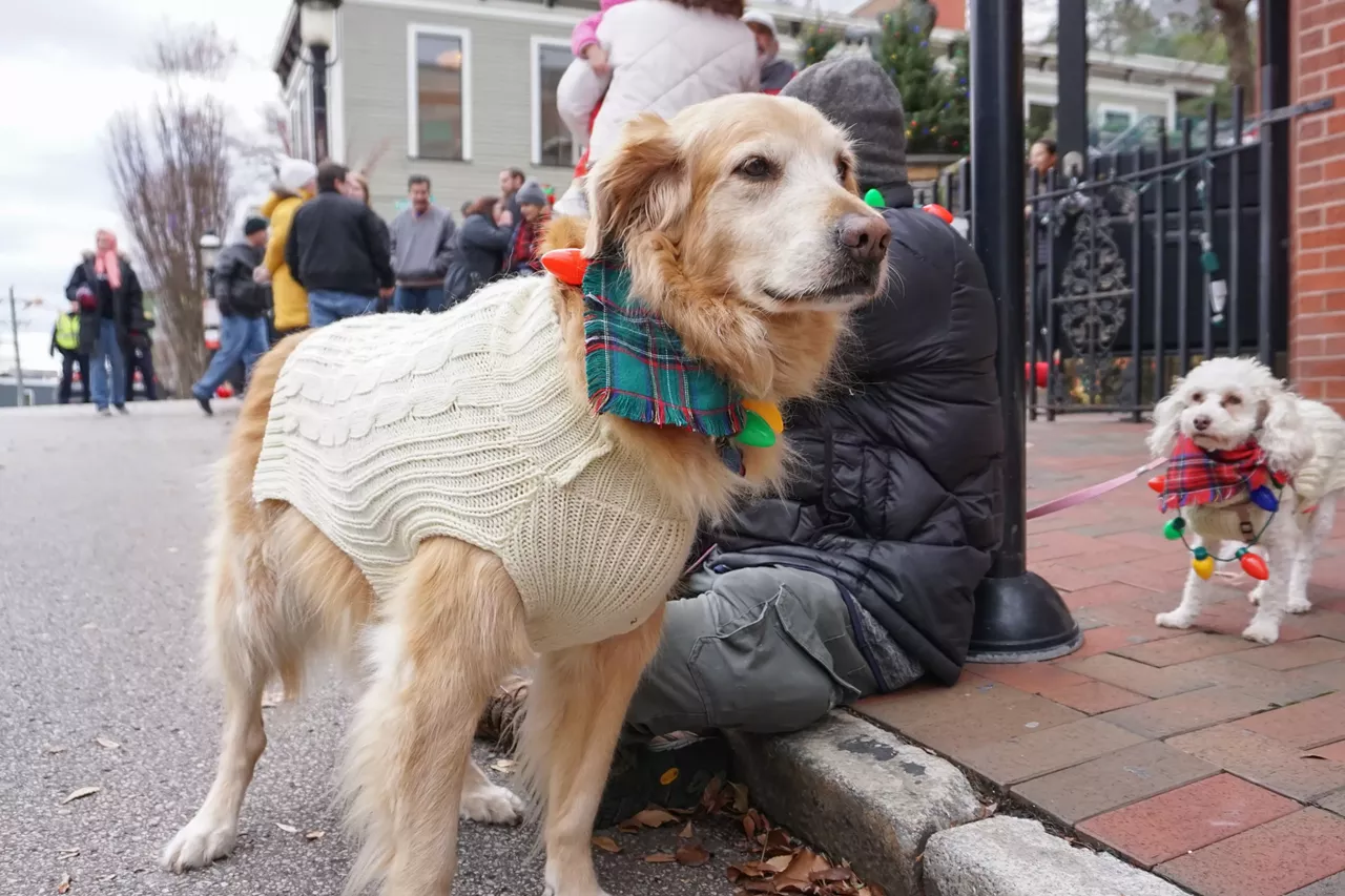 All the Adorable Costumed Dogs We Saw at The 32nd-Annual Mt. Adams ...