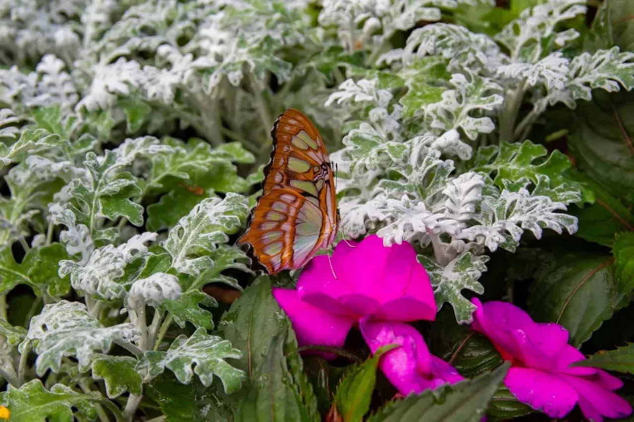 All The Beautiful Butterflies We Saw at Krohn Conservatory's ...
