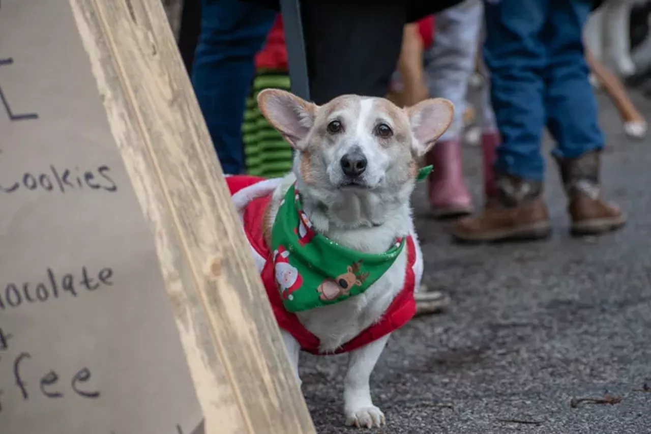 All The Festive Good Boys We Saw at the Reindog Parade in Mount Adams