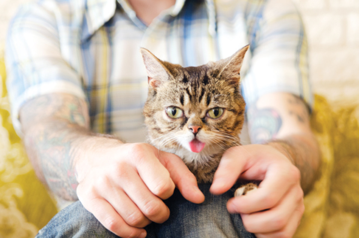 America's Beloved, Internet-Famous Cat Lil BUB Has Passed Away