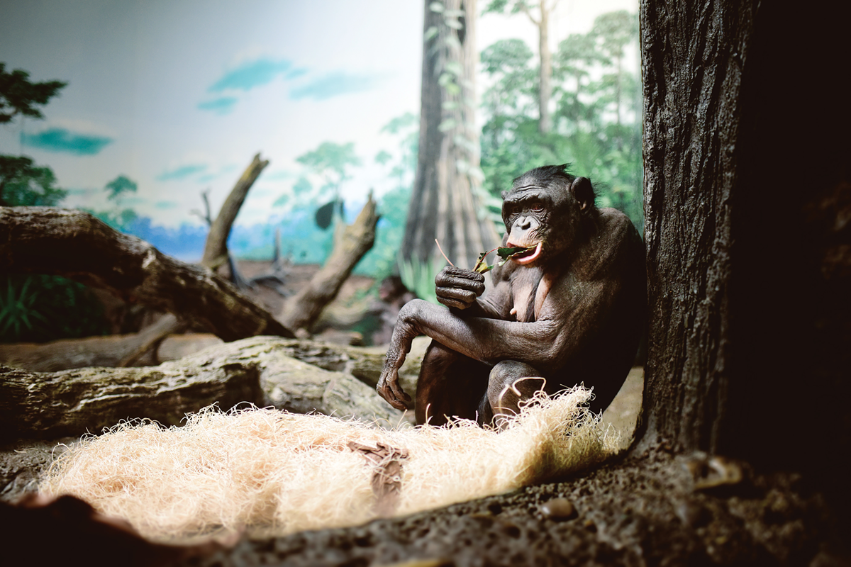 Cincinnati Zoo Staffer Loses Thumb Following Bonobo Bite