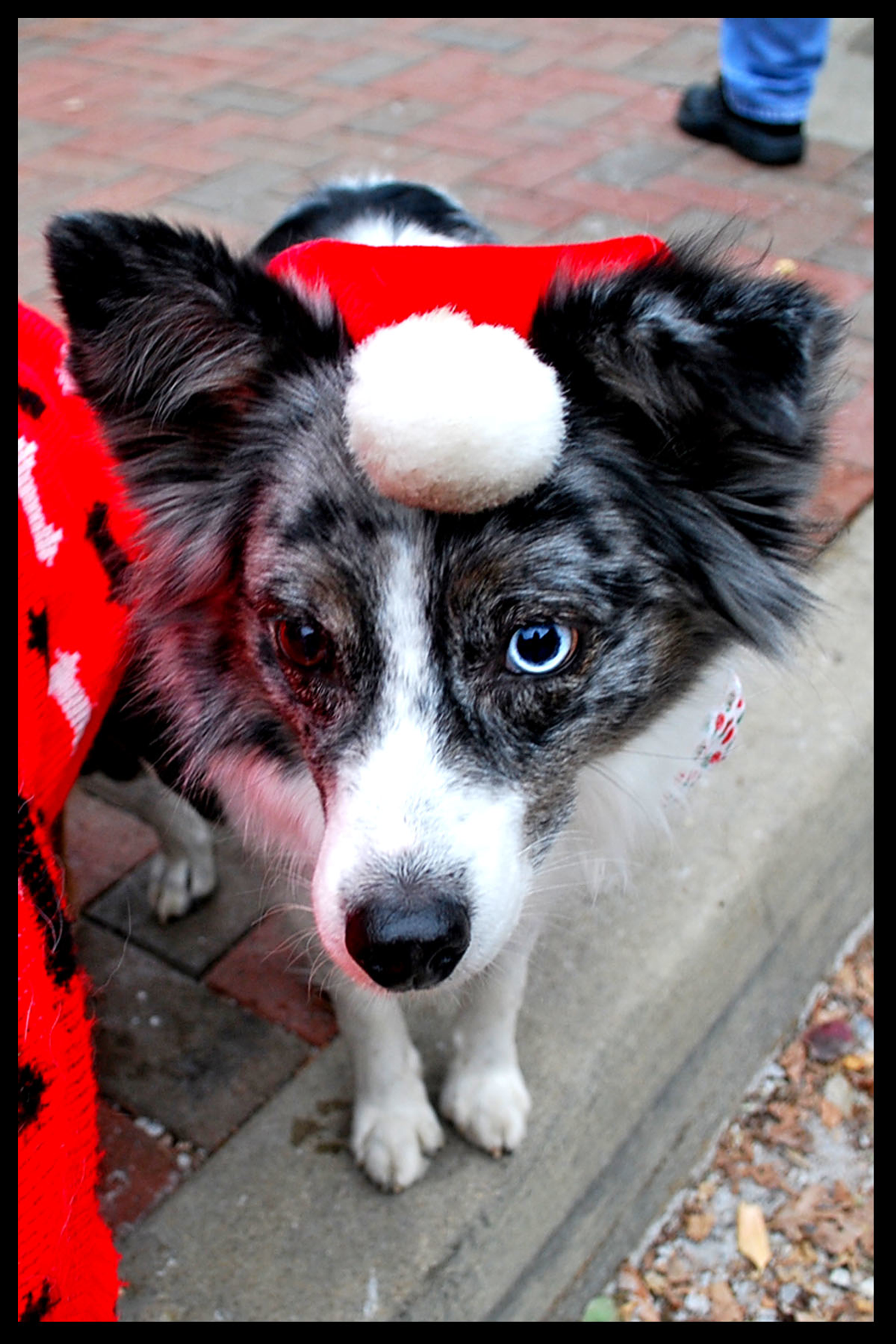 Mt. Adams Reindog Parade