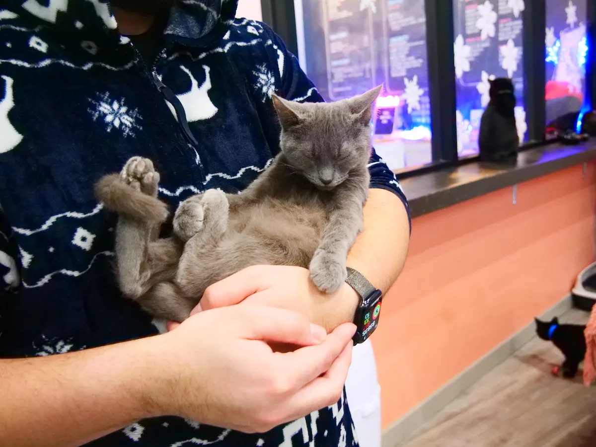 Cuddle Kitties for a Good Cause at Purrfect Day Cafe's Annual Kitten Shower
