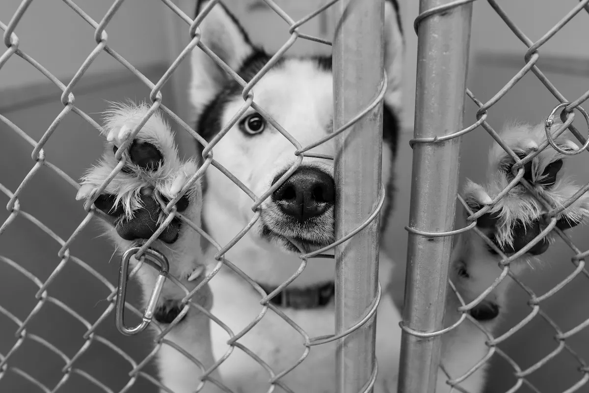 Shelters in Distress: Greater Cincinnati Animal Shelters are Grappling ...