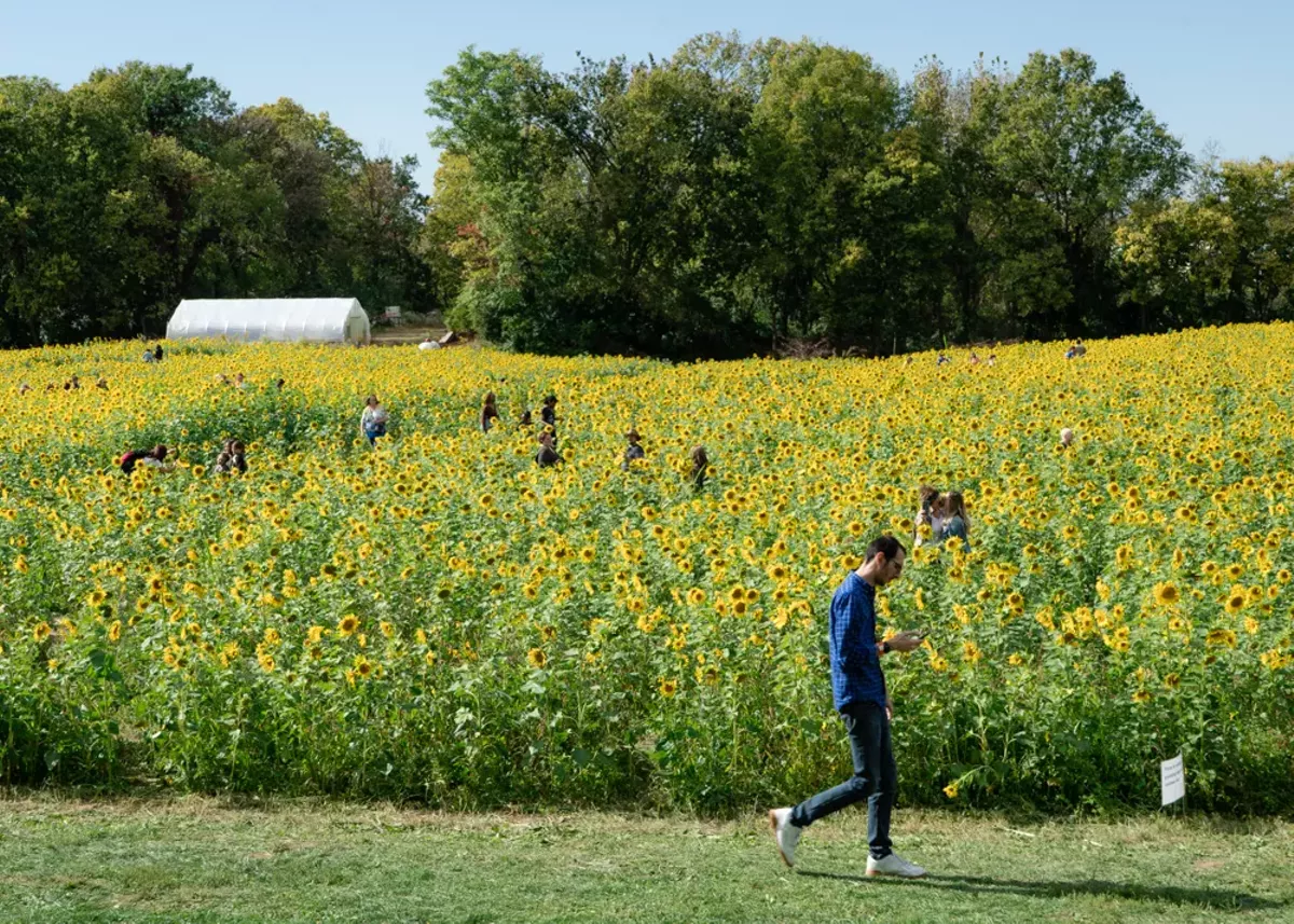 Sunflower Festival Returns to Gorman Heritage Farm in Evendale This Weekend