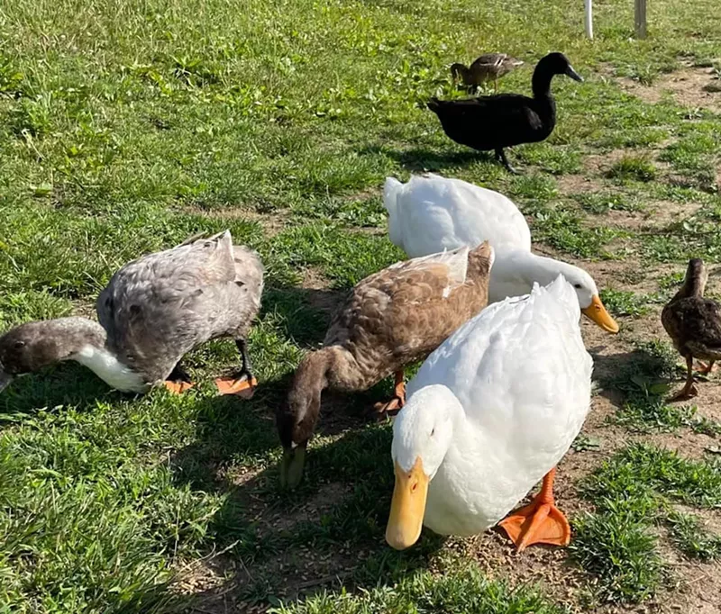 Delhi Parks Director Says Vulnerable Ducks Will Be Rescued By End of Summer