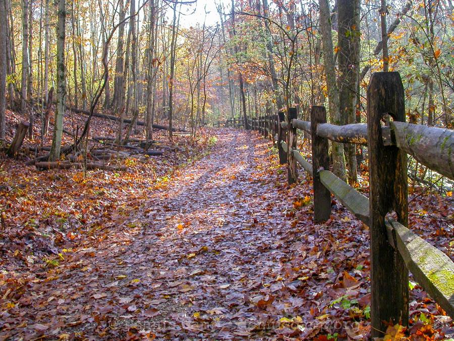 Hike in the Dark During This Winter Solstice Celebration at Rowe Woods