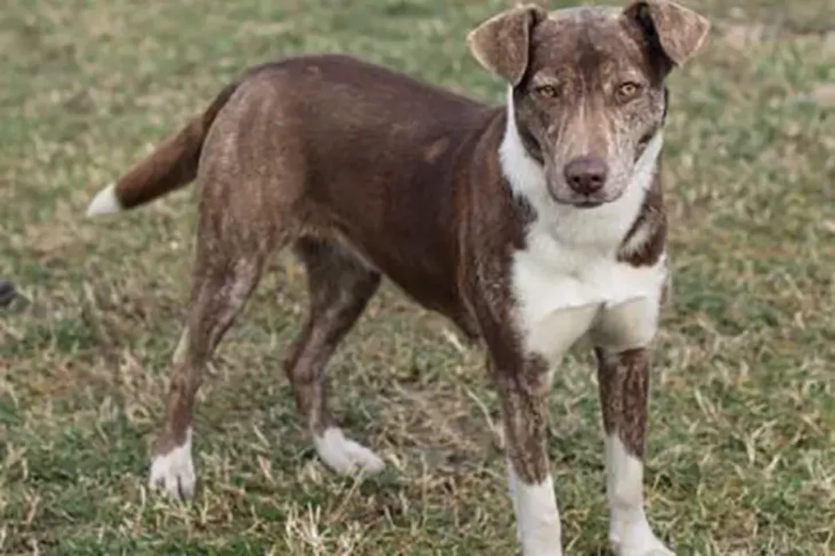 These 15 Adoptable Cincinnati Pets Are Looking Families to Love