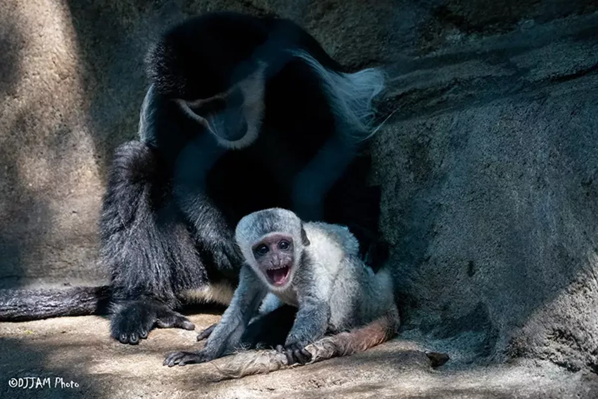 All the Adorable Animals Born During the Cincinnati Zoo's Quarantine ...