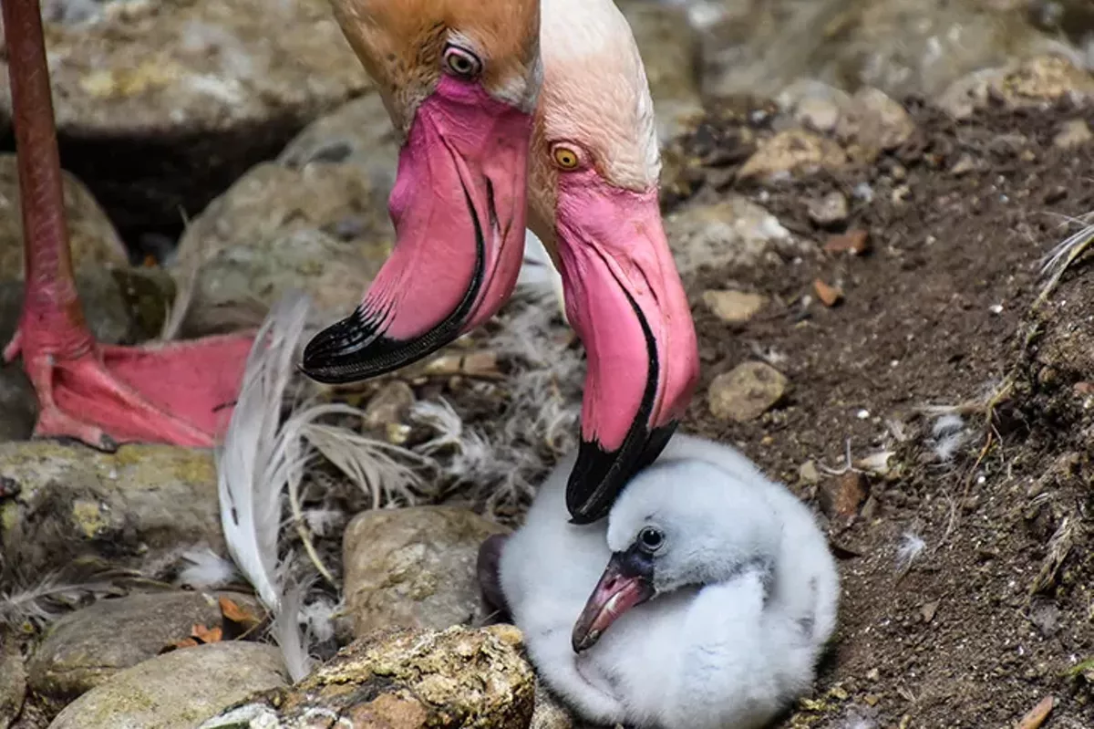 All the Adorable Animals Born During the Cincinnati Zoo's Quarantine ...
