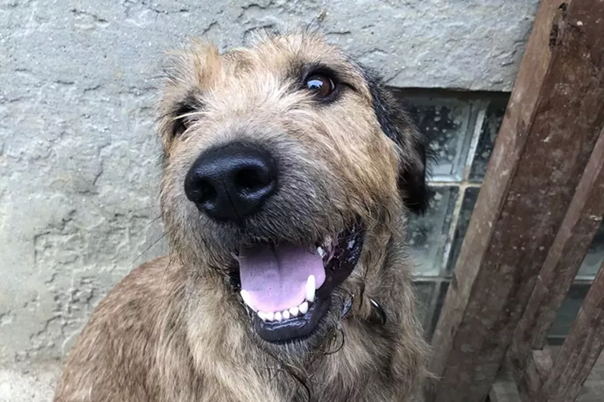 25 Adoptable Dogs and Cats Who Would Like Your Table Scraps This Holiday