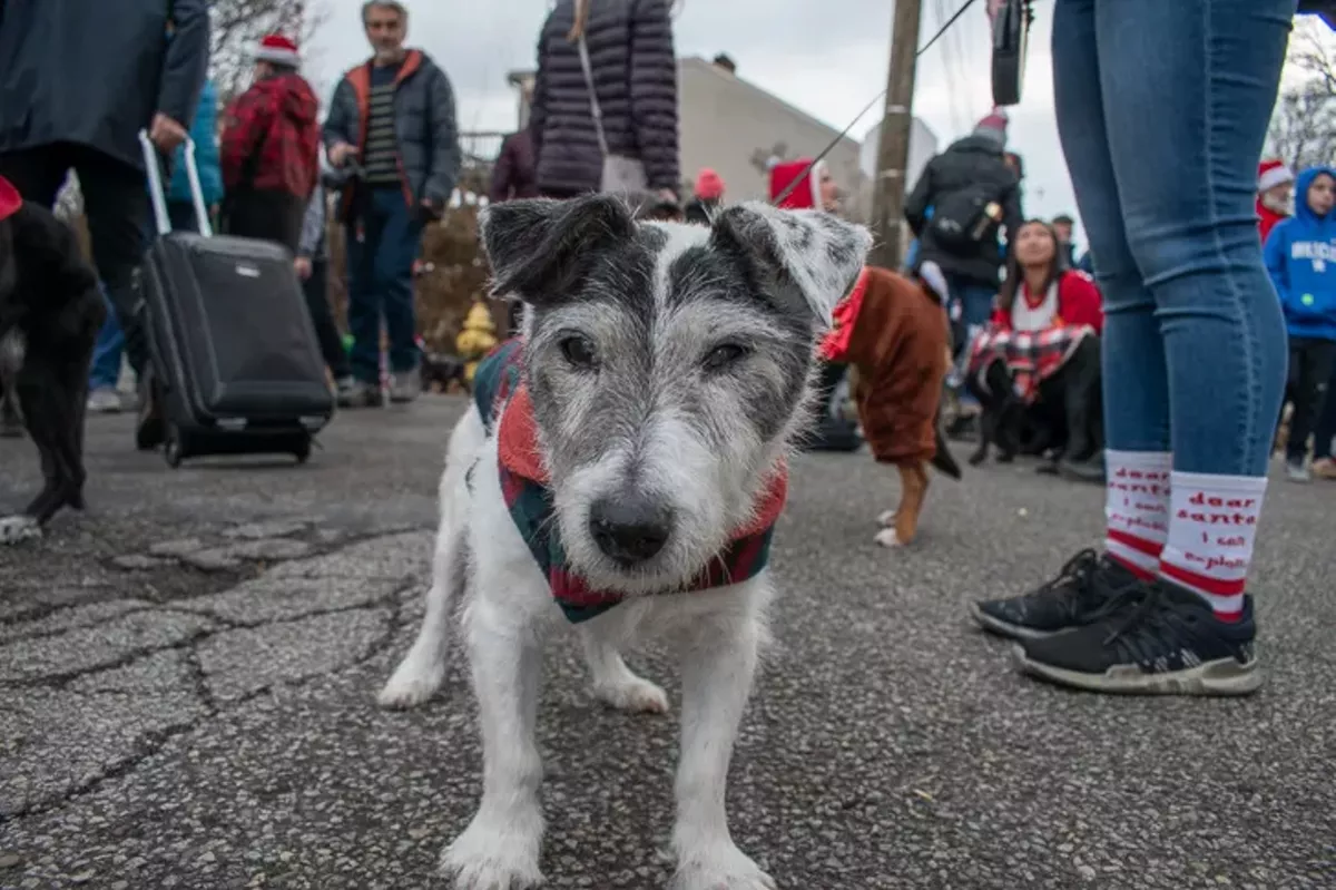 All The Festive Good Boys We Saw at the Reindog Parade in Mount Adams