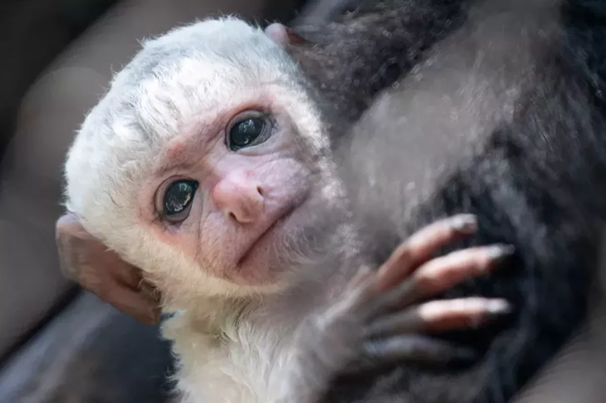 All the Adorable Animals Born During the Cincinnati Zoo's Quarantine ...