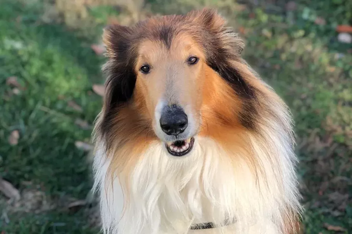 25 Adoptable Dogs and Cats Who Would Like Your Table Scraps This Holiday