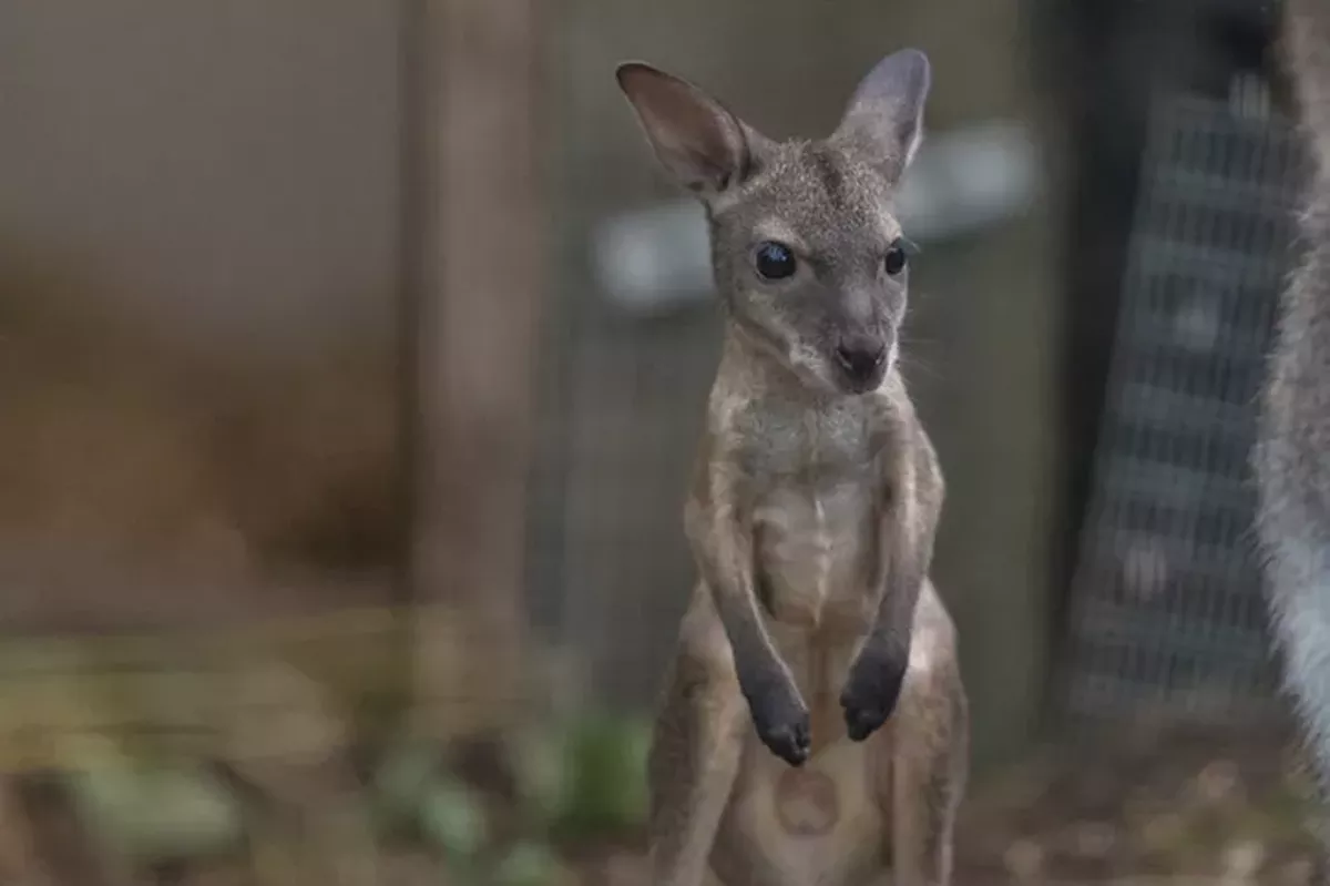 All the Adorable Animals Born During the Cincinnati Zoo's Quarantine ...