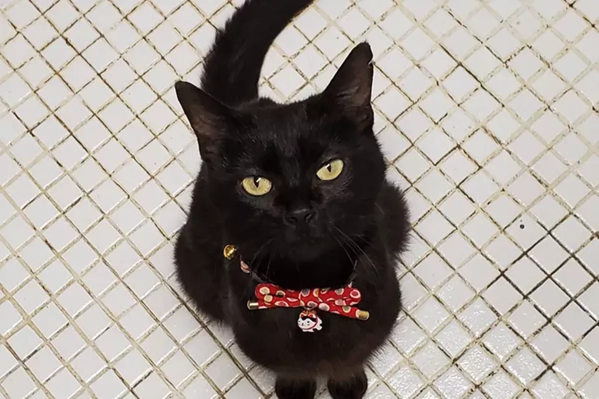 25 Very Cute and Very Adoptable Dogs and Cats to Help Calm Your Nerves