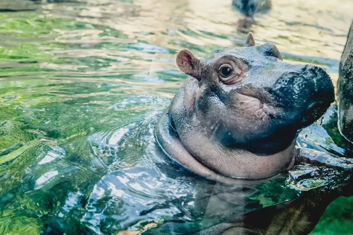 See Photos of Cincinnati Zoo's Hippo Fiona Throughout the Years in ...
